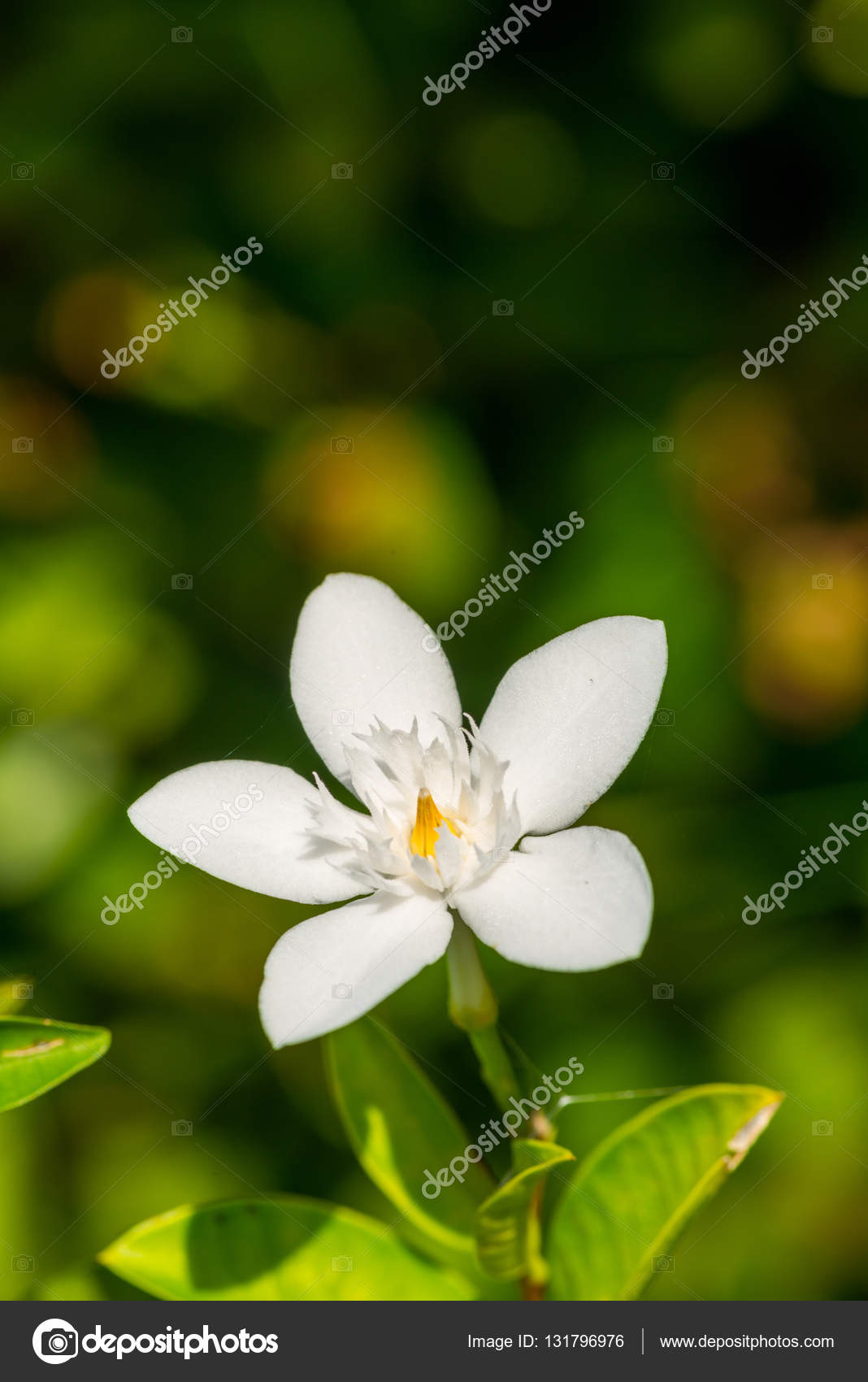 Philippine National Flower | Best Flower Site