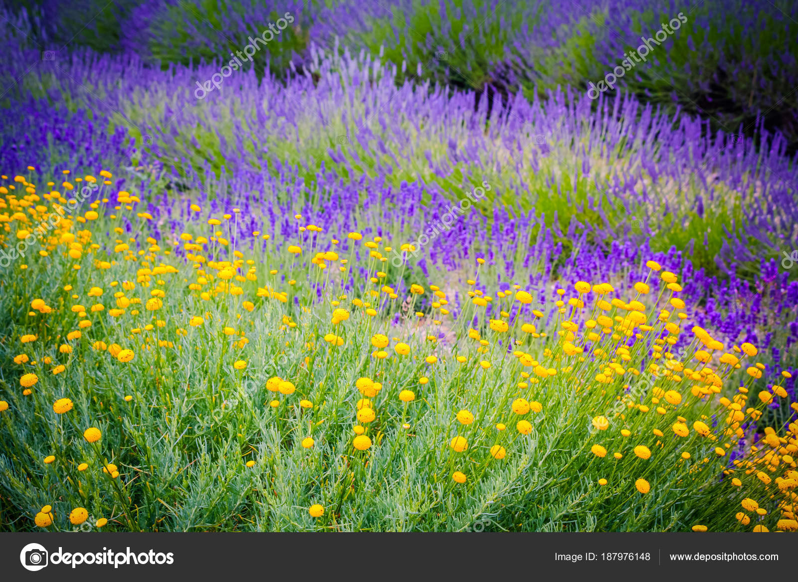 Lavender Flowers Mixed Yellow Flower Blossom — Stock Photo © Julietart ...