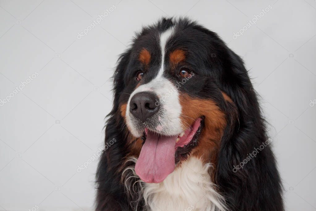 Lindo perrito bernés de montaña aislado sobre un fondo gris. De cerca ...