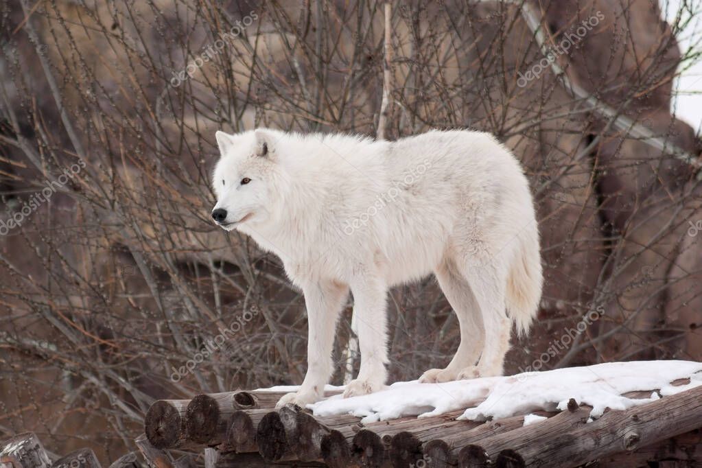 Lobo ártico salvaje está de pie sobre troncos de madera. Animales en la ...