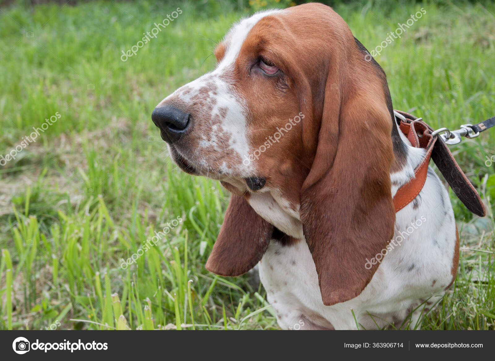 Are Basset Hound Dogs Purebred Animals
