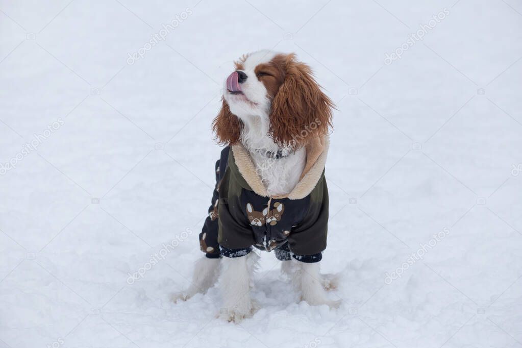 Cute cavalier king charles spaniel cachorro está de pie sobre una nieve ...
