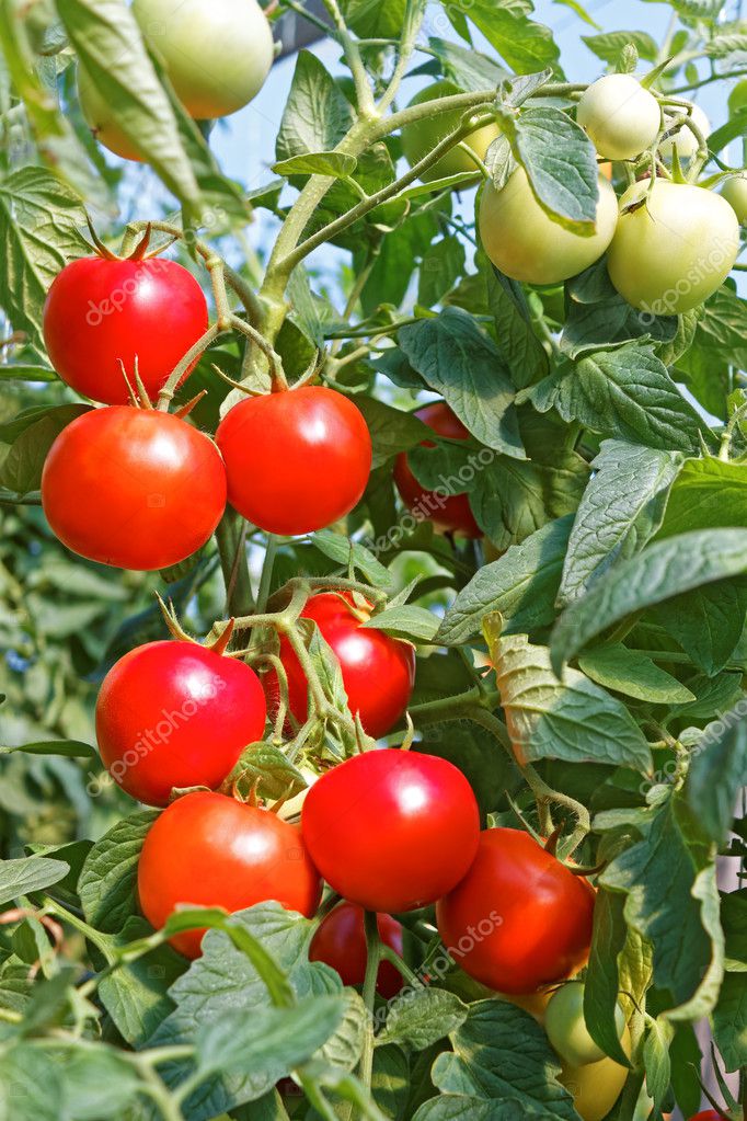 Muchos frutos redondeados de tomate rojo y verde en invernadero 2023
