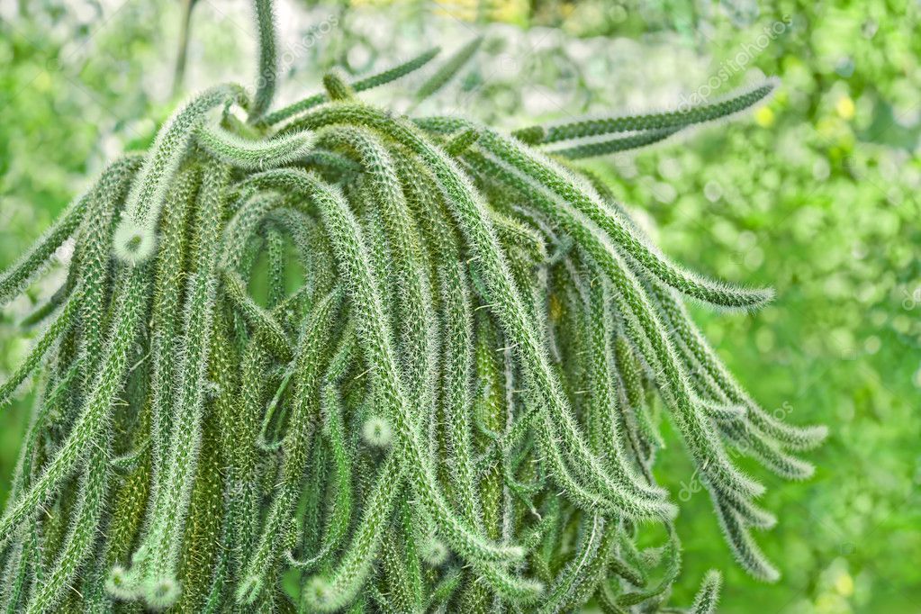 Golden rat tail cactus for sale | Rat Tail Cactus in pot outdoors — Stock Photo © Markit #127172248