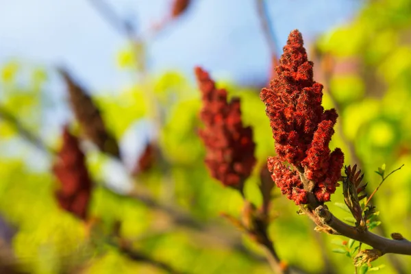 Hairy sumac Stock Photos, Royalty Free Hairy sumac Images | Depositphotos