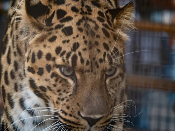 Portrait de jaguar Stock Photos, Royalty Free Portrait de jaguar Images ...