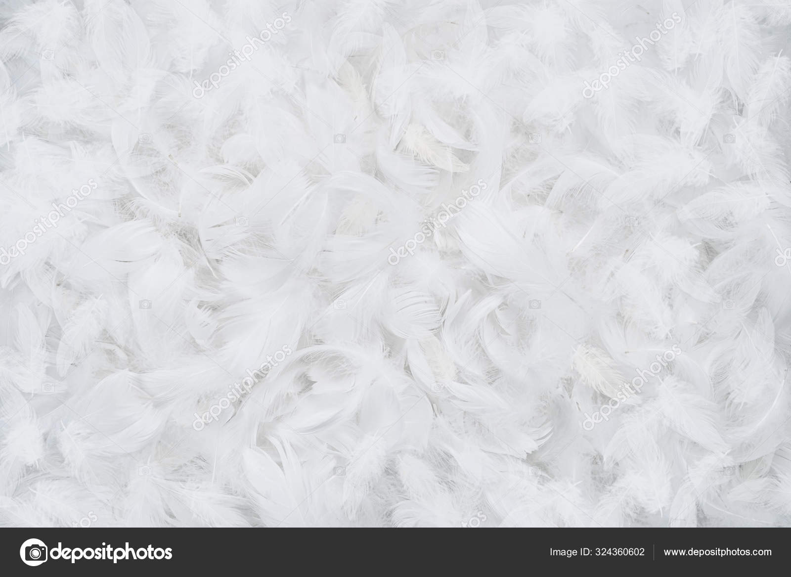 White feather background, texture Stock Photo by ©Rangizzz 324360602