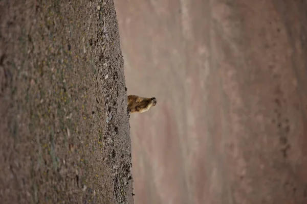 Lemmings Stock Photos, Royalty Free Lemmings Images | Depositphotos