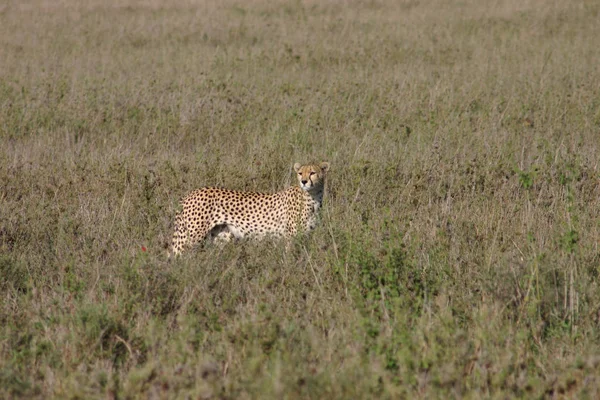 Gran sabana fotos de stock, imágenes de Gran sabana sin royalties ...