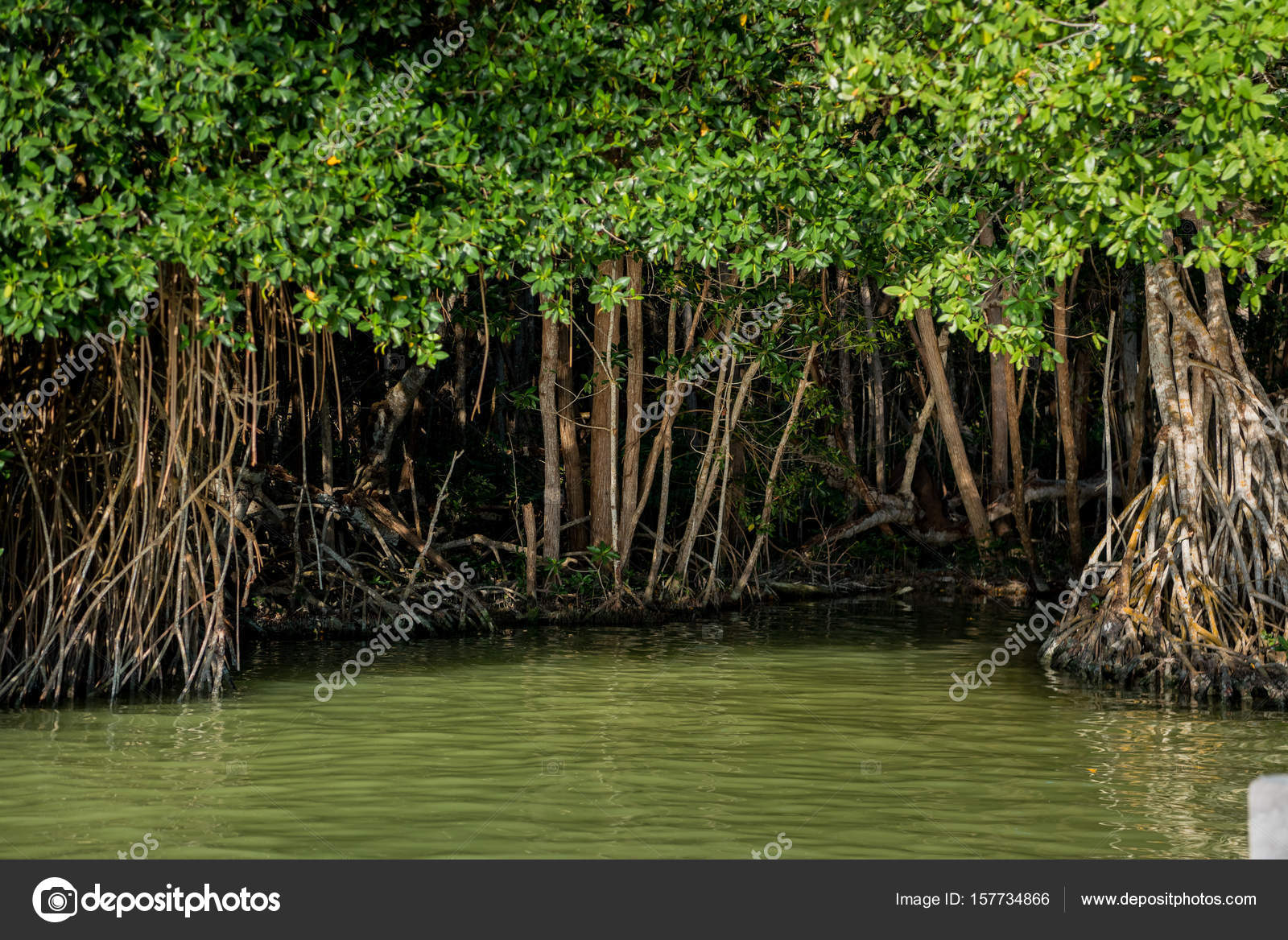 Bosque de manglares junto al lago Ria Celestun — Foto de stock © elis ...