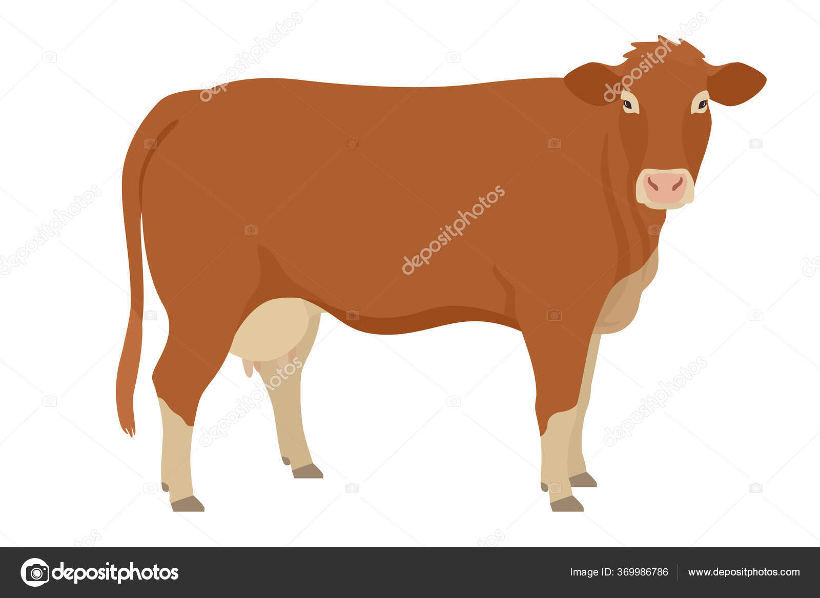 Limousin Cow Breeds Domestic Cattle Flat Vector Illustration Isolated ...