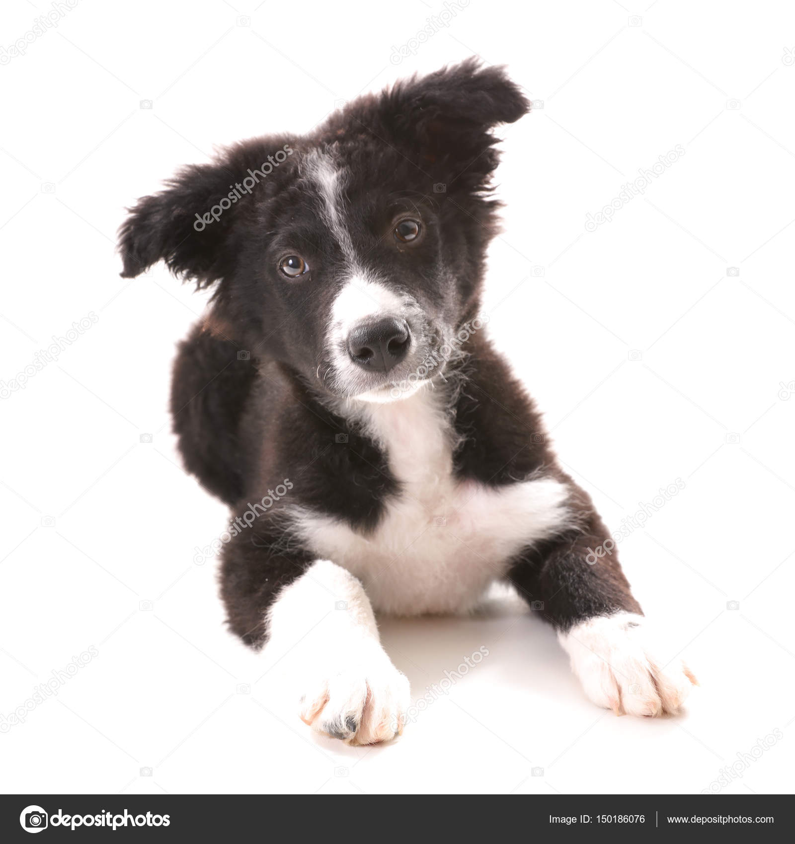 Sad border collie Stock Photo by ©studioM 150186076