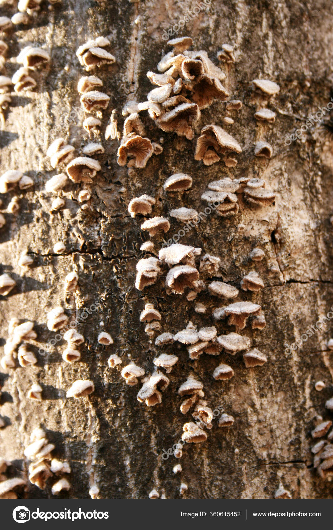 Wood Disease Problematic Infection Tree Bark — Stock Photo © draskovic ...