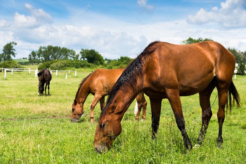 Beautiful horses in nature Stock Photo by ©klagyivik 125208058