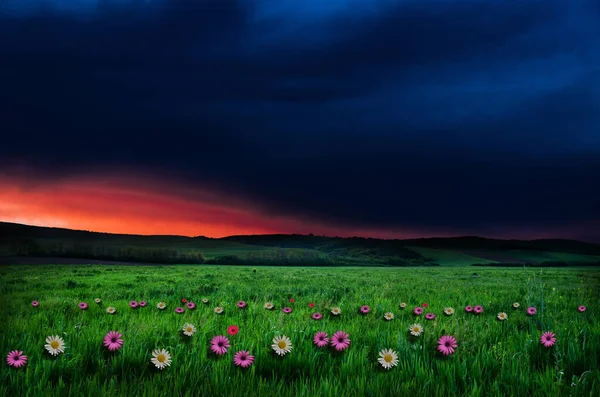 Flowers field in night Stock Photo by ©klagyivik 129854090