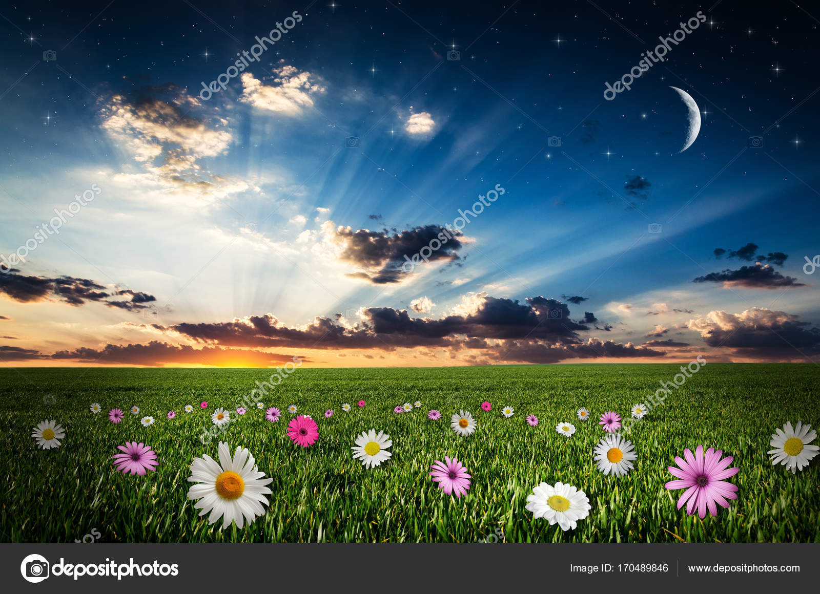Flower Field At Night