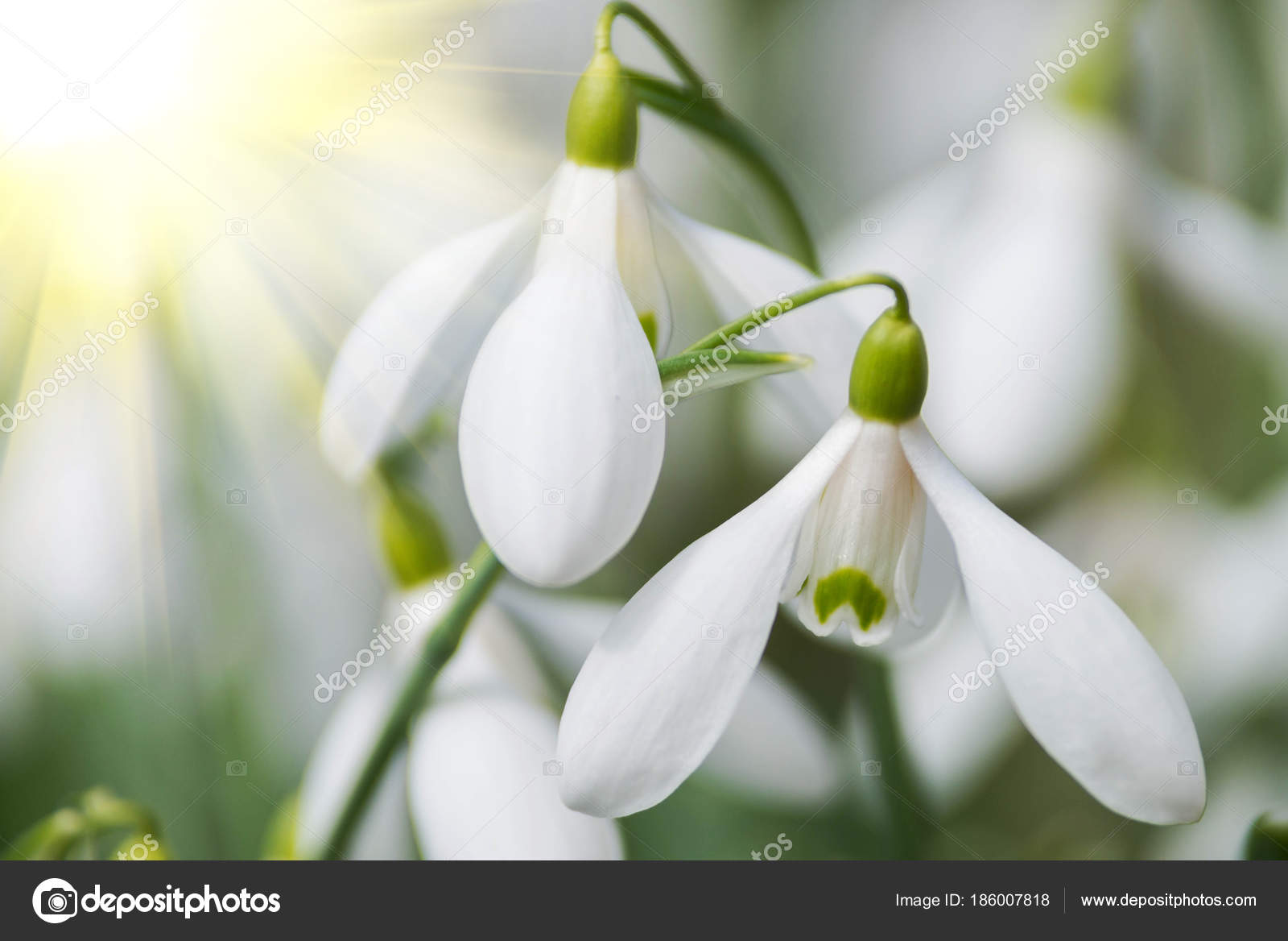 Beautiful White Snowdrop Flowers Spring Meadow Stock Photo by ...