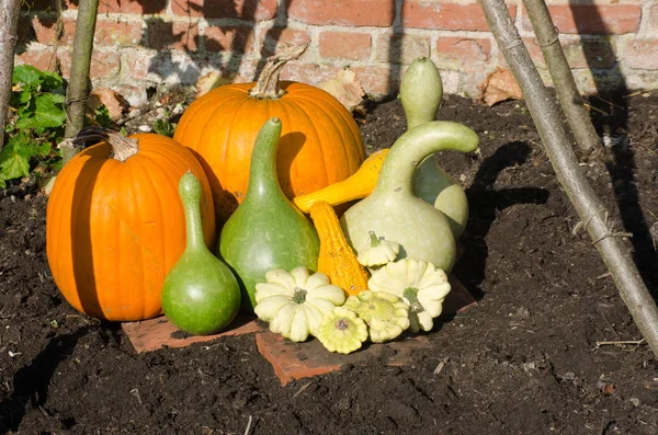 Courgette and pumpkin Stock Photos, Royalty Free Courgette and pumpkin ...