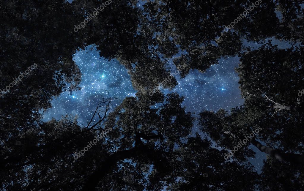 Night sky above treetops Stock Photo by ©Rastan 129708114