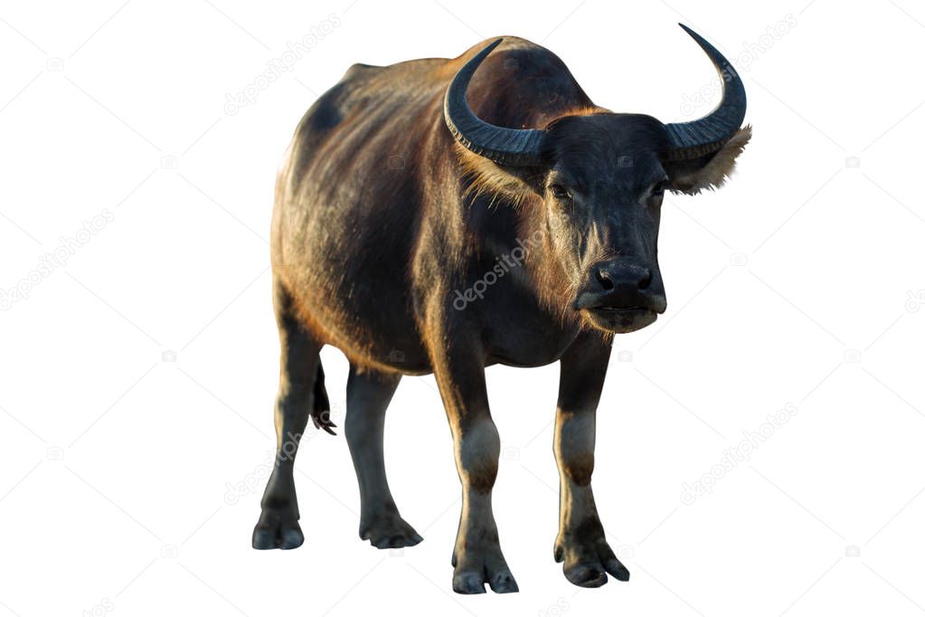 Buffalo on white background. — Stock Photo © ibrave #133775834