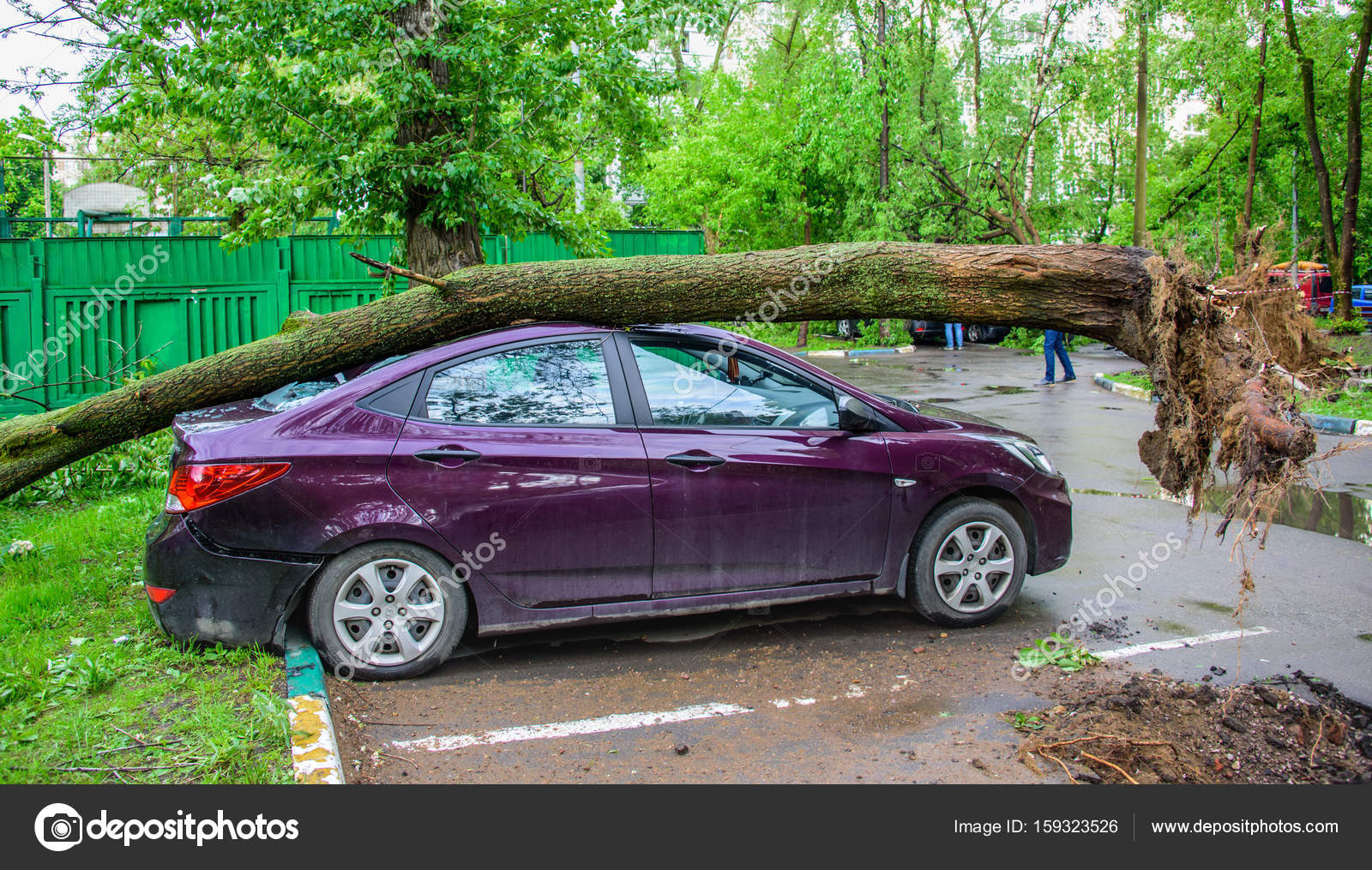 Gigantic toppled tree with huge roots crushed parked car as a result of ...