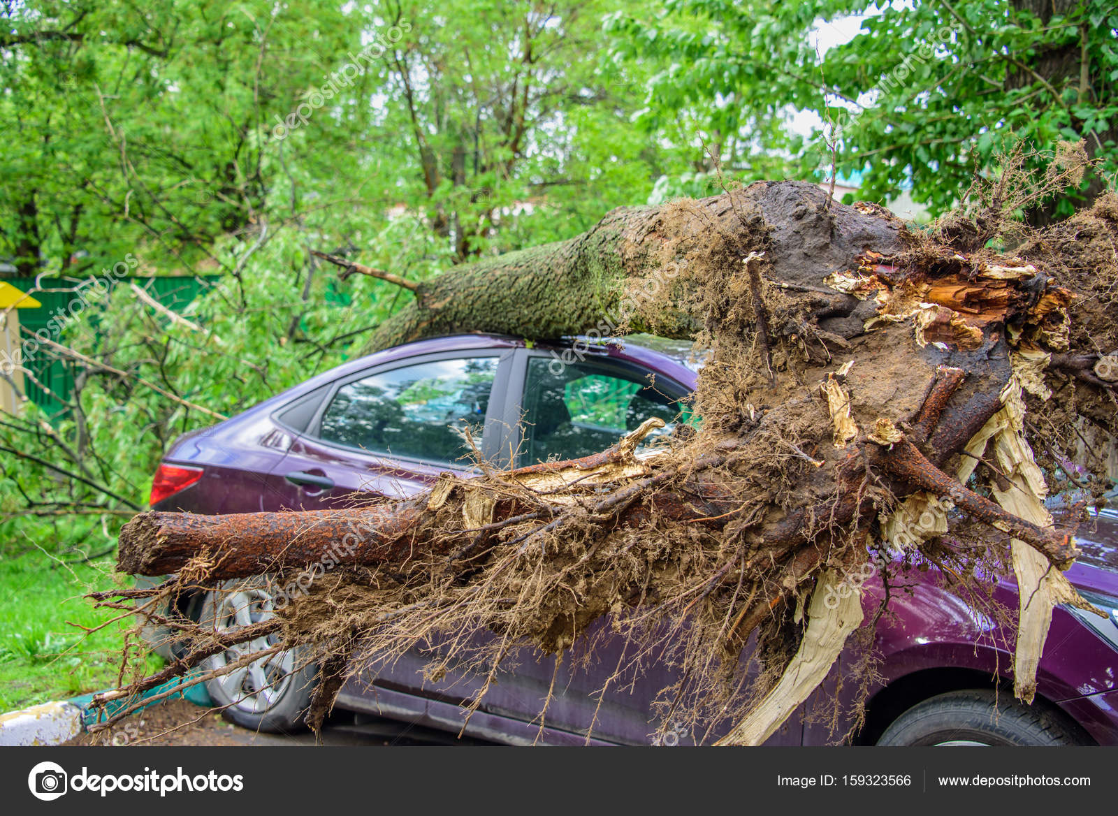 Gigantic roots of the toppled tree crushed parked car as a result of ...