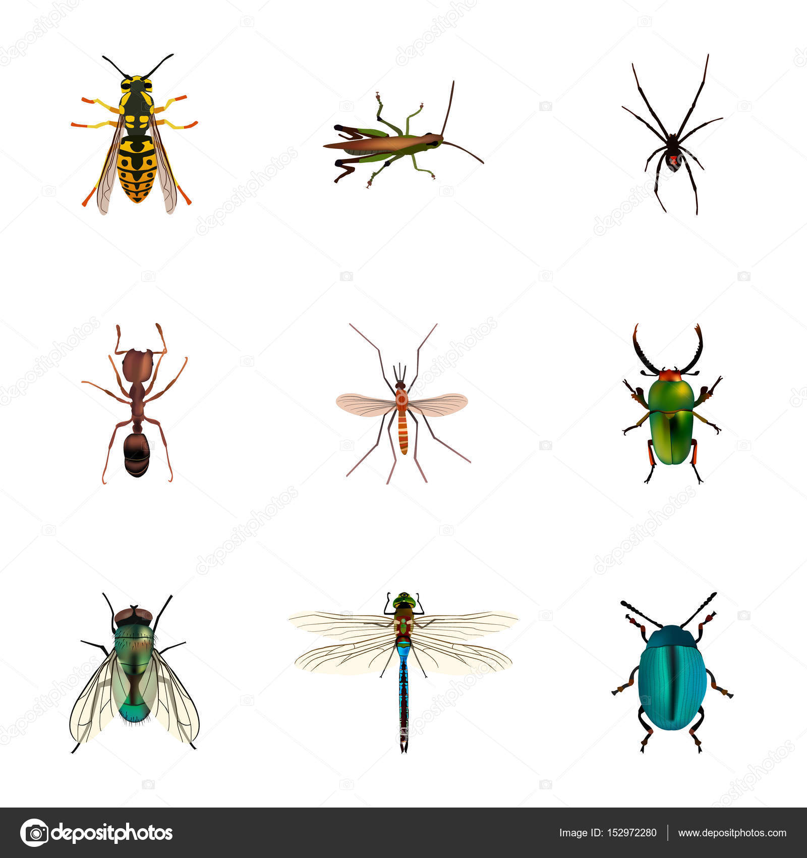 Insectos realistas, Damselfly, mosca doméstica y otros elementos ...