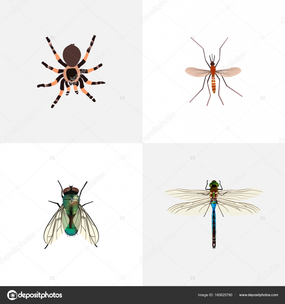 Realistic Housefly, Gnat, Damselfly y otros elementos vectoriales ...