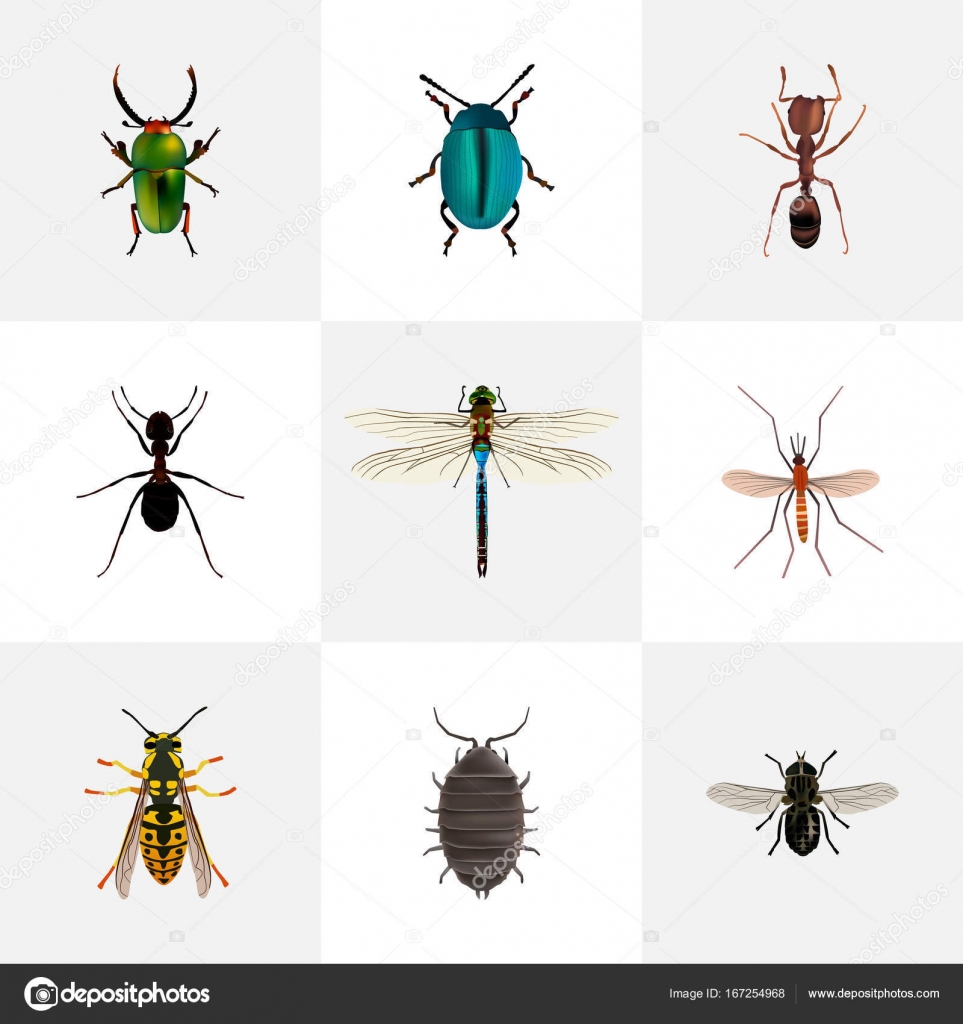 Realistic Emmet, Bee, Bug And Other Vector Elements. Set Of Bug ...