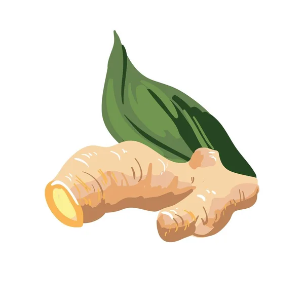 Kencur Vector Art Stock Images | Depositphotos