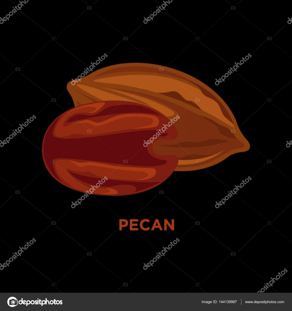 Pecan nut. cartoon Stock Vector Image by ©Sonulkaster #144139987