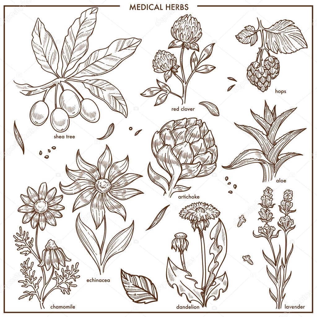 Hierbas medicinales y plantas medicinales esbozan iconos. Conjunto ...