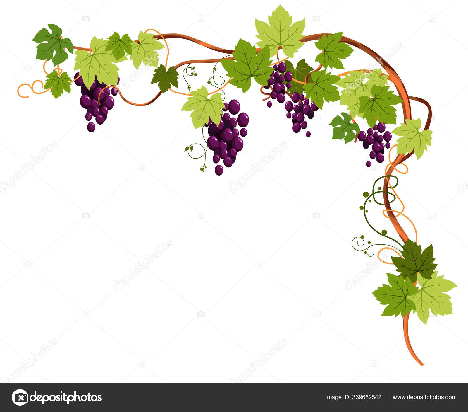 Green Grape Vine Border