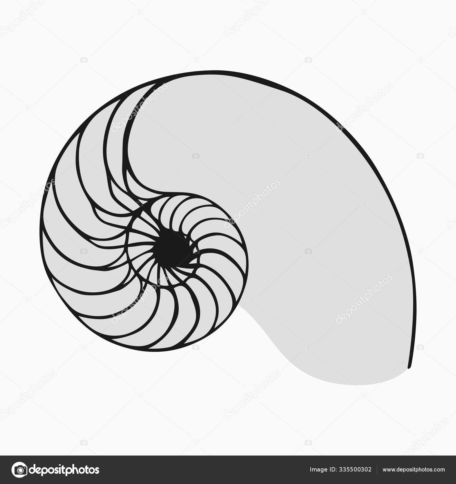 Gyllene Snittet Eller Fibonacci Naturen Snigel Eller Nautilus Skal ...