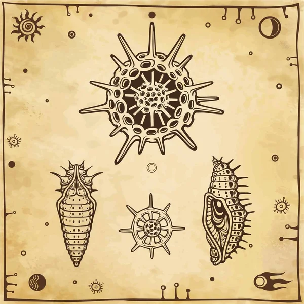 Radiolaria Vector Art Stock Images | Depositphotos