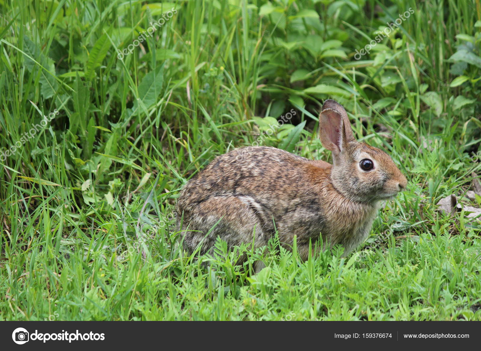 Sylvilagus Floridanus