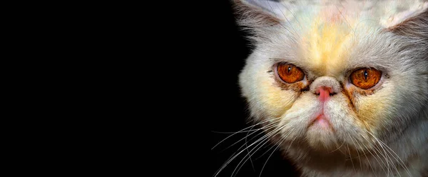 Angry Persian Cat — Stock Photo © rinderart #3846510