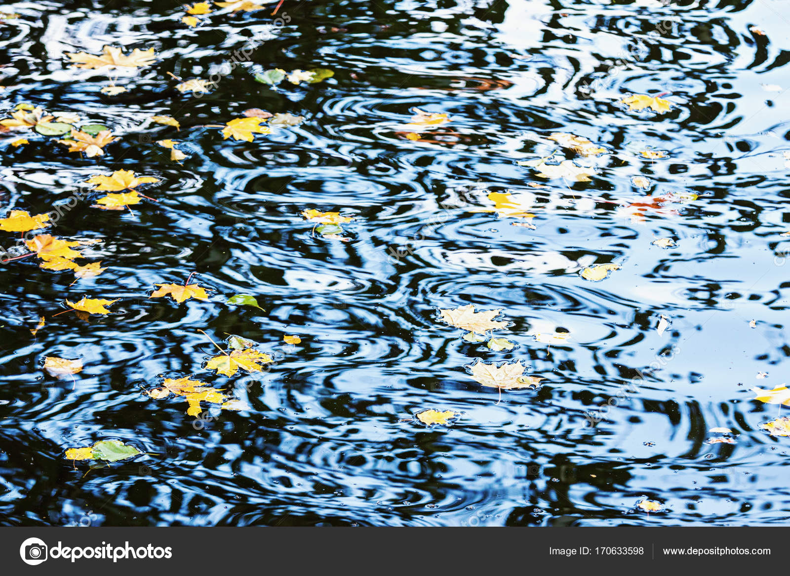 Nature background with water ripples and maple leaves Stock Photo by ...