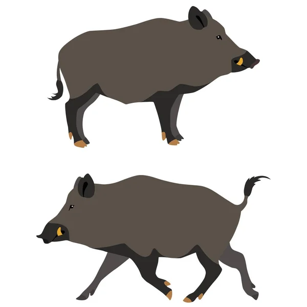 Porco ibérico preto Vector Art Stock Images | Depositphotos