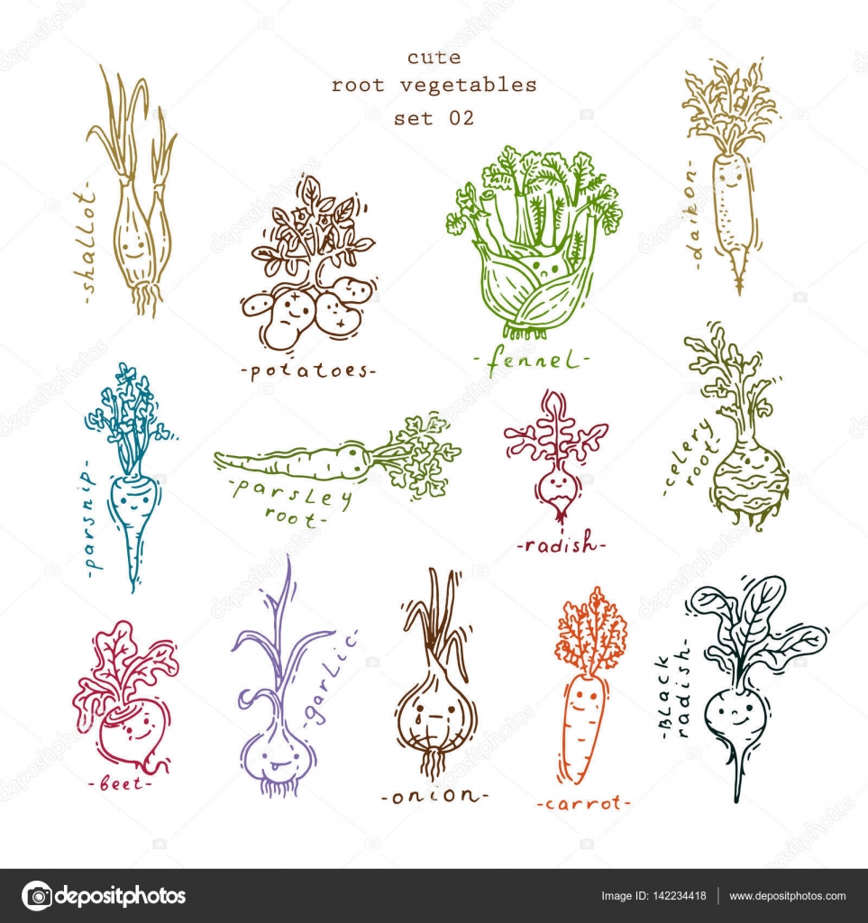 Root Vegetables Illustration