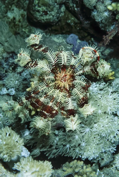 ᐈ Crinoids stock pictures, Royalty Free crinoids images | download on ...