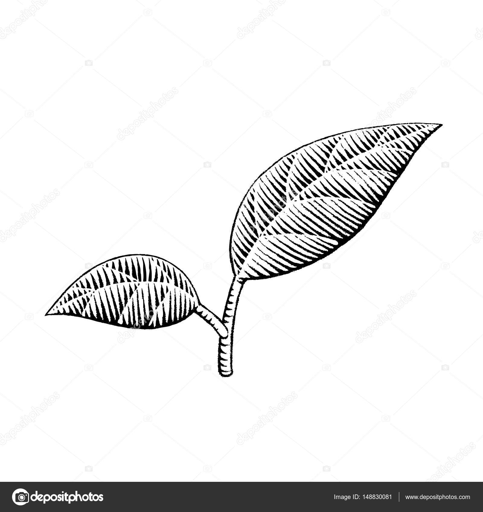 Vectorized Ink Sketch of Leaves Stock Vector Image by ©cidepix #148830081