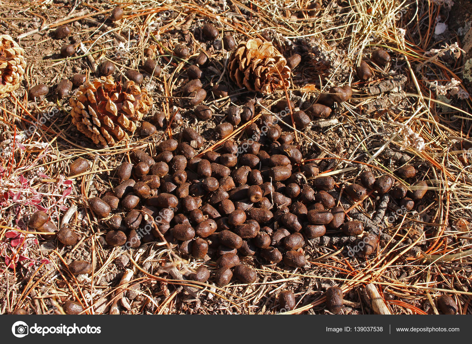Elk Poop