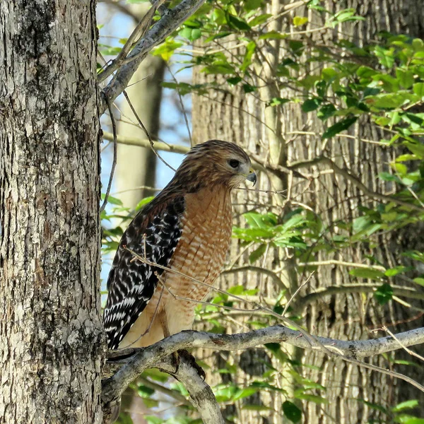 Mclean Cooper 's Hawk en una sucursal 2017 2023
