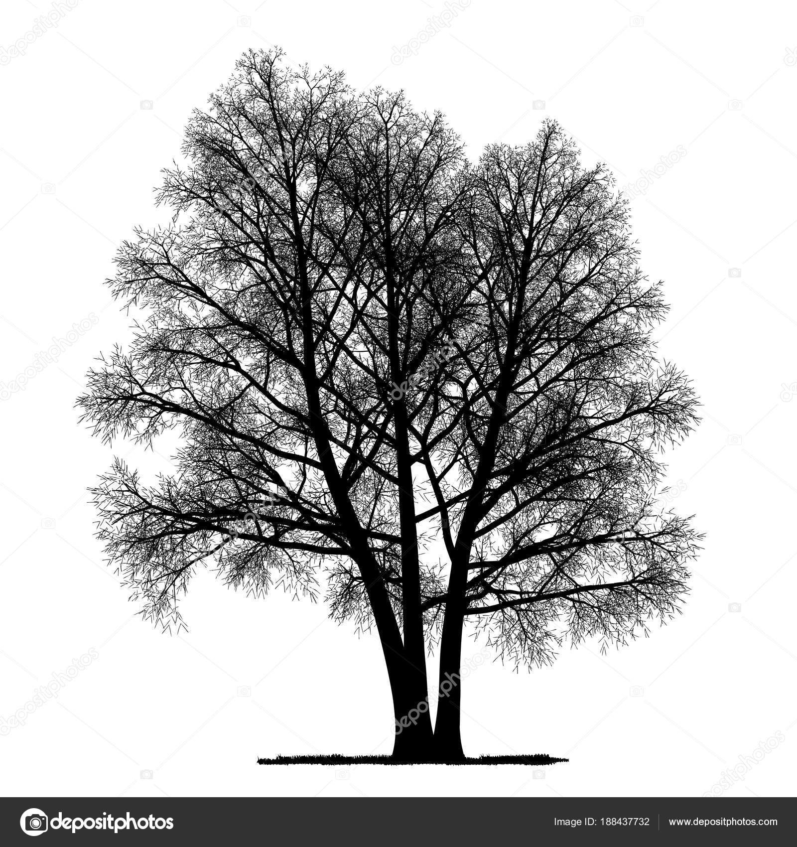 Vector Drawing Tree Detailed Vector Stock Vector Image by ©thaikrit ...