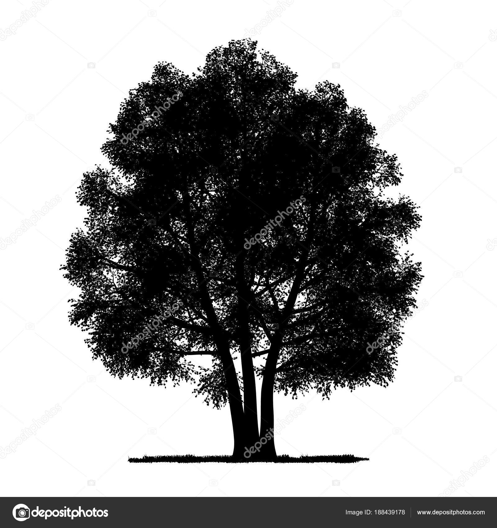 Vector Drawing Tree Detailed Vector Stock Vector Image by ©thaikrit ...