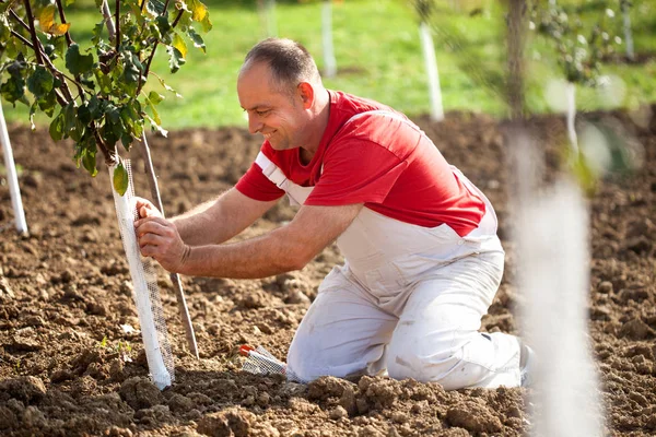 Industrial agriculture theme,farmer protects trees with knitted Stock ...