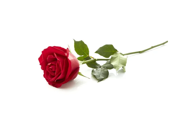 Rose laying down | Beautiful single red rose lying down on a white ...