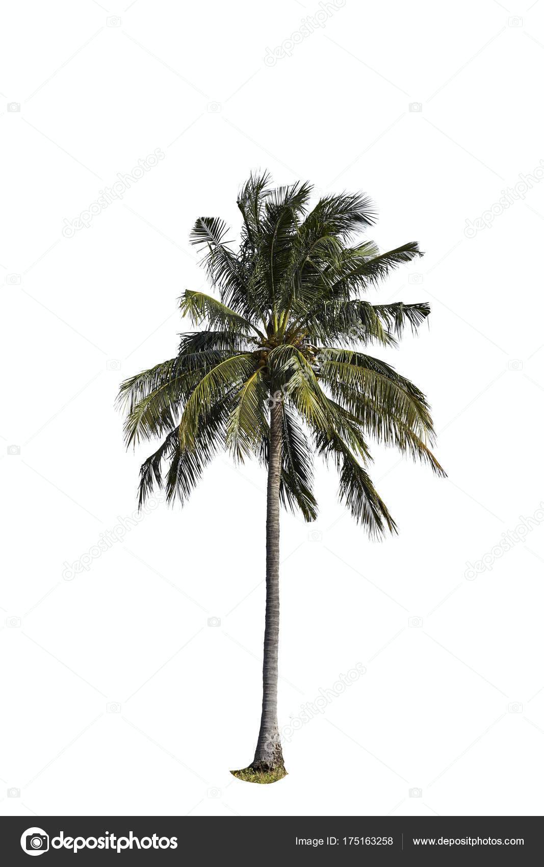 Isolated Coconut Tree White Background Low Cost Coconut Trees Economic ...