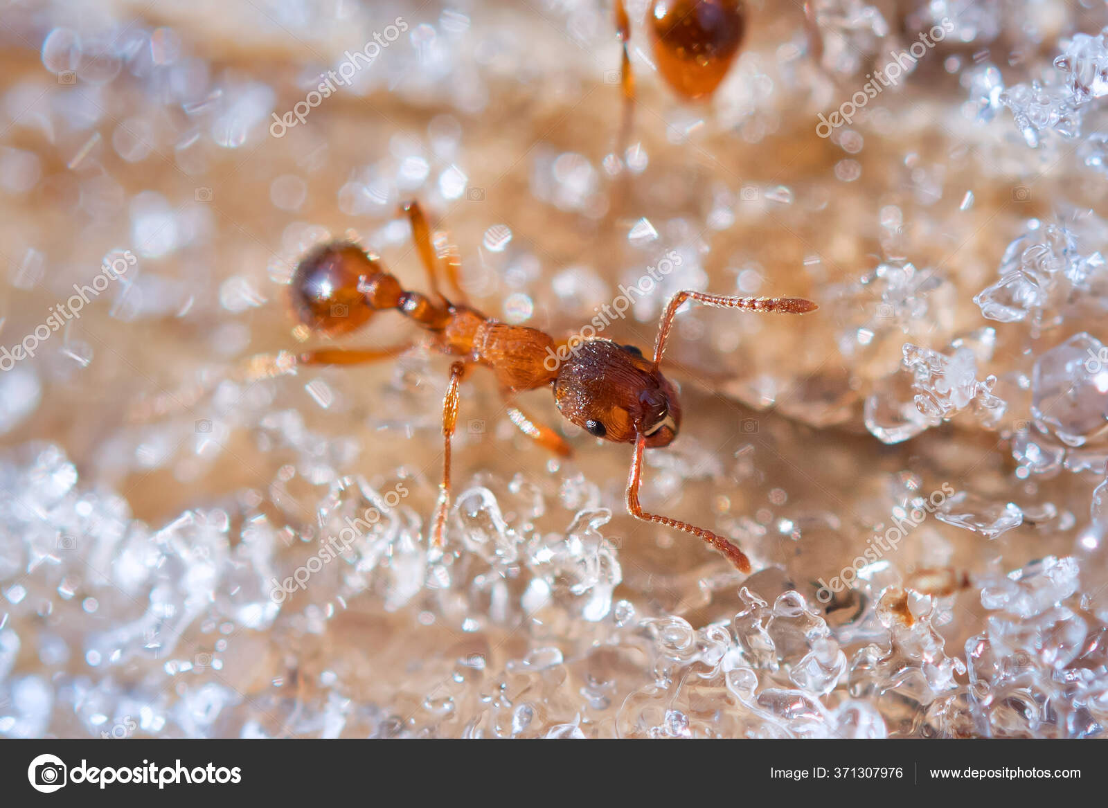 Red Fire Ant Action Fire Ant — Stock Photo © PetroP #371307976